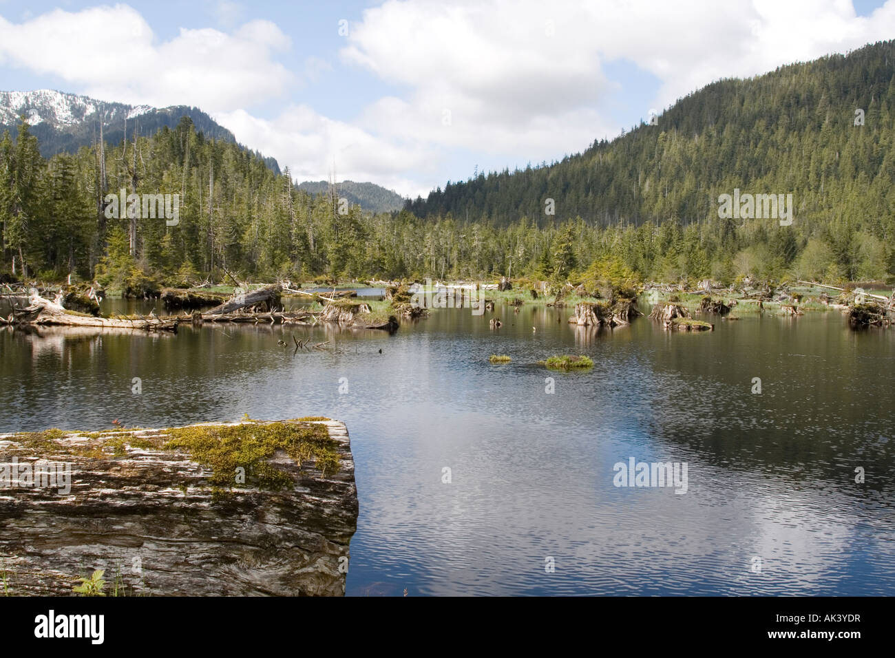 Water and trees near Prince Rupert, British Columbia, Canada Stock ...