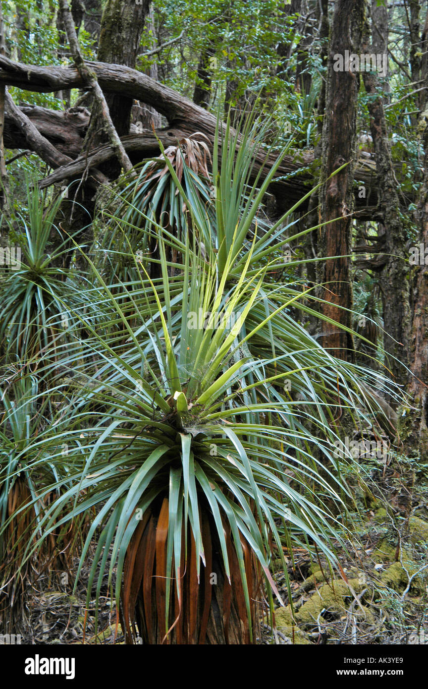 Pandanustree Richea Pandanifolia in rainforest on Overland Track in ...