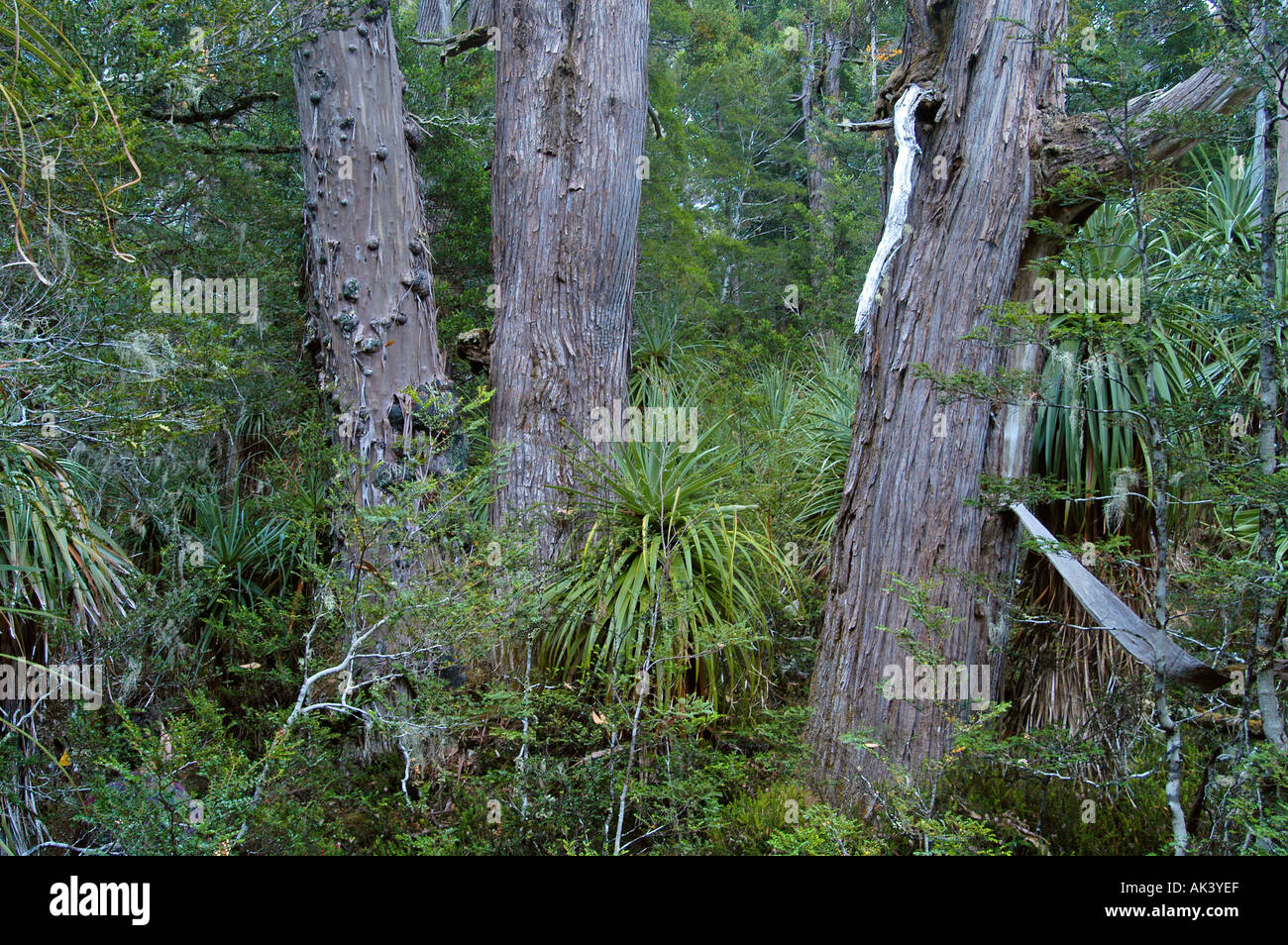 rainforest with Pandanus trees Richea Pandanifolia in Pine Valley on ...