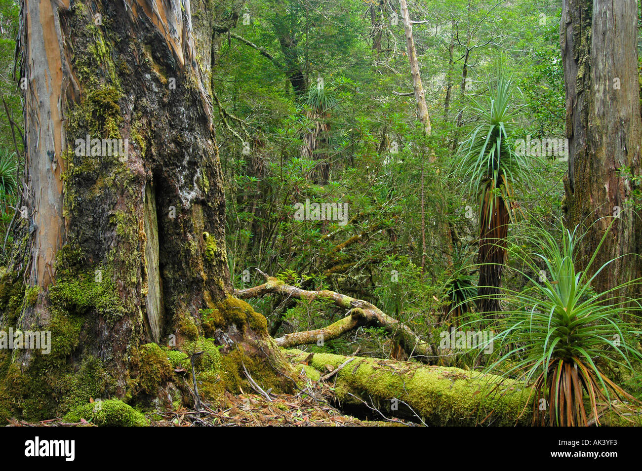 rainforest with Pandanus trees Richea Pandanifolia in Pine Valley on ...