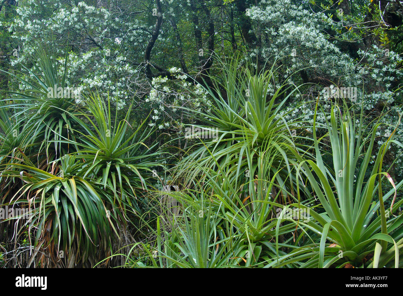 rainforest with Pandanus trees Richea Pandanifolia in Pine Valley on ...