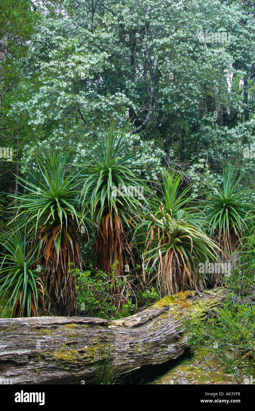 rainforest with Pandanus trees Richea Pandanifolia in Pine Valley on ...