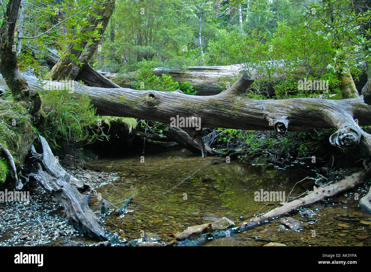 Cephissus Creek in Pine Valley on Overland Track in Cradle Mountain ...