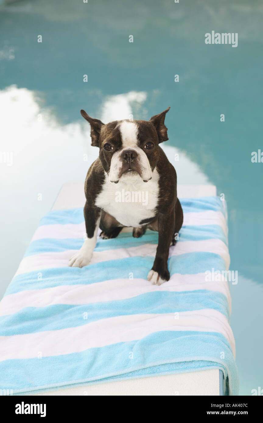 Sitting on diving board hi-res stock photography and images - Alamy