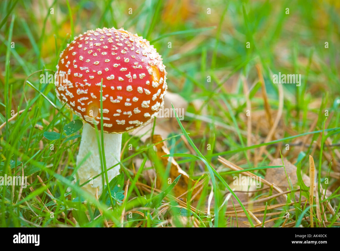 Toad stool red hi-res stock photography and images - Alamy