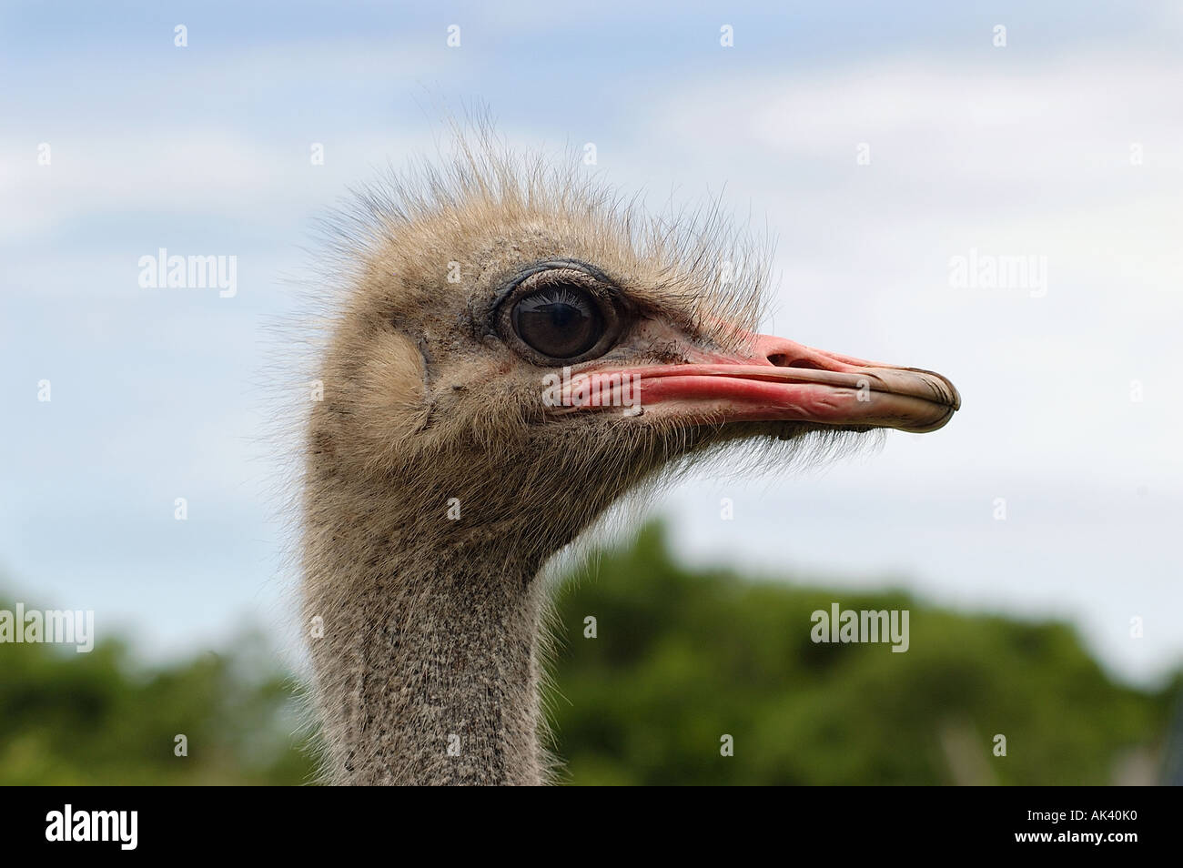 Ostridge hi-res stock photography and images - Alamy