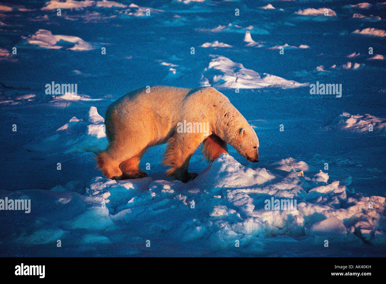 Polar bear ice flow hi-res stock photography and images - Alamy