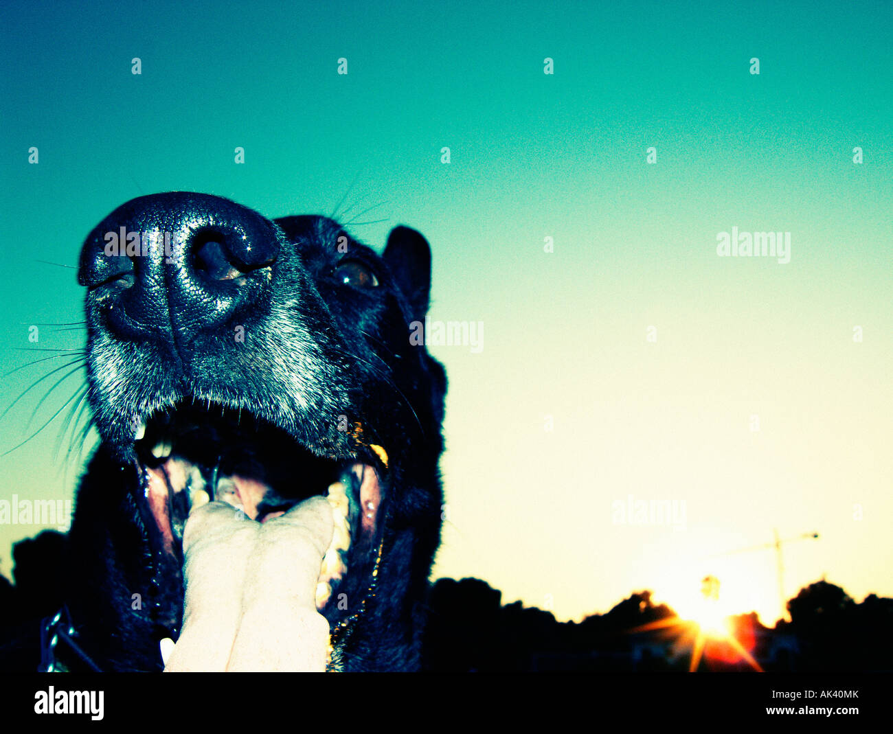 Headshot of a black dog at sunset Stock Photo - Alamy