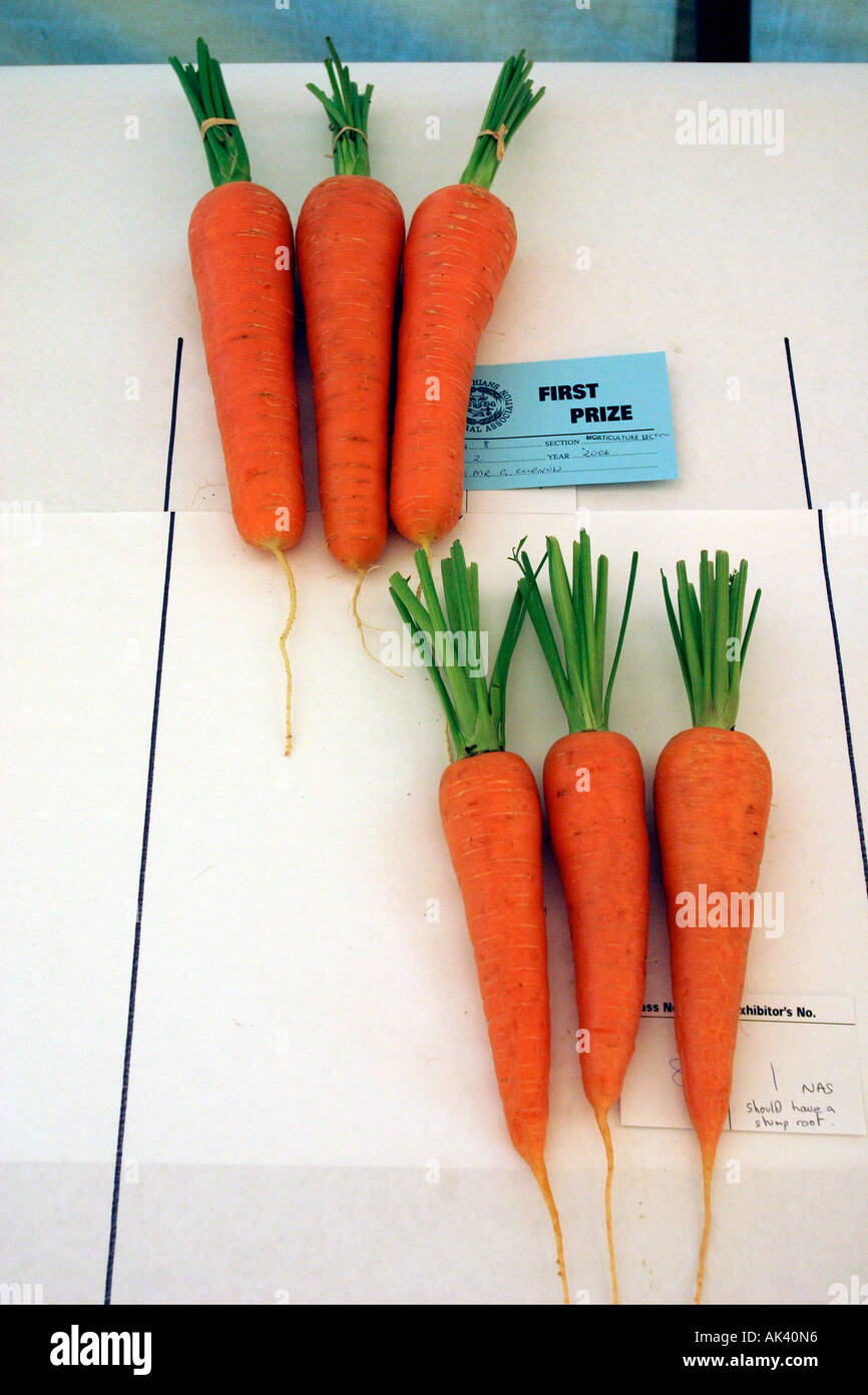 Prize winning carrots at local show UK Stock Photo - Alamy
