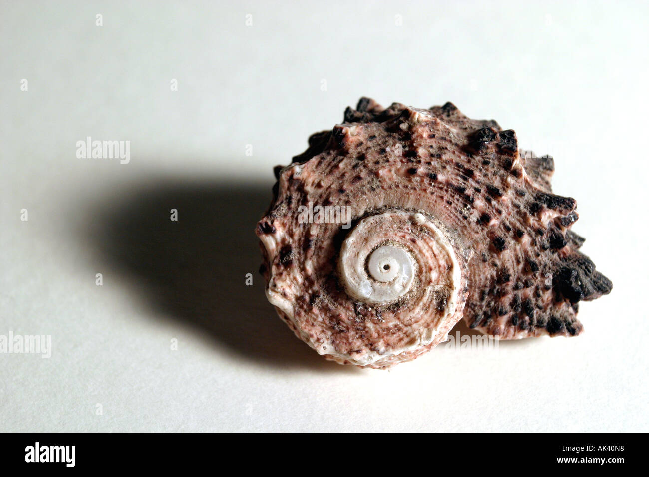 seashell against plain white background Stock Photo - Alamy