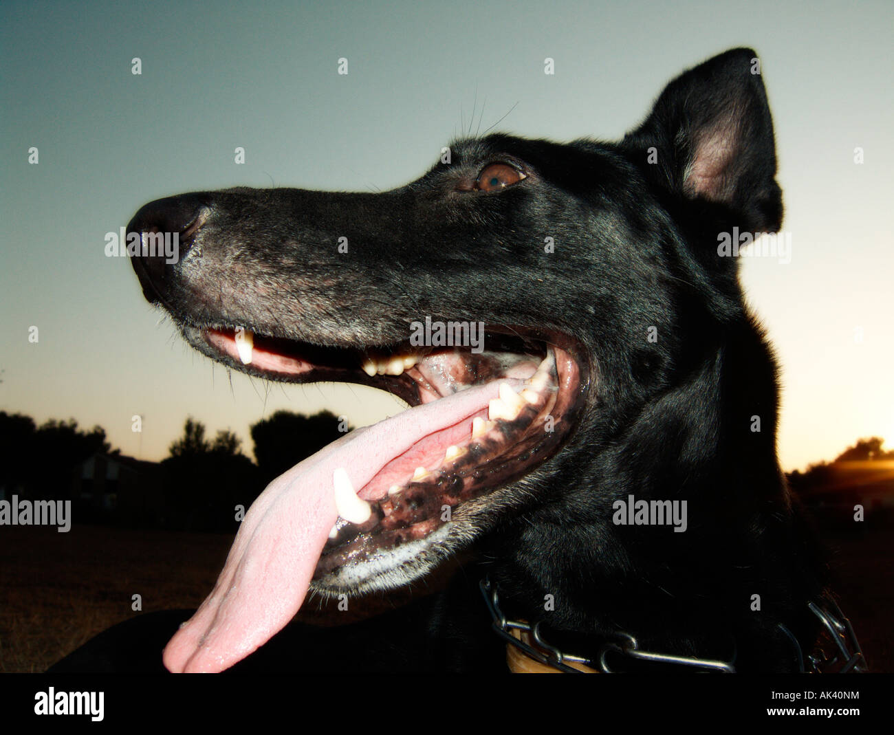 Inframaxillary hi-res stock photography and images - Alamy