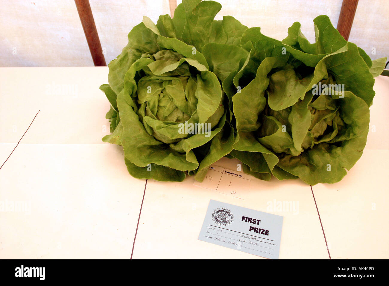 1st prize rabbit hi-res stock photography and images - Alamy