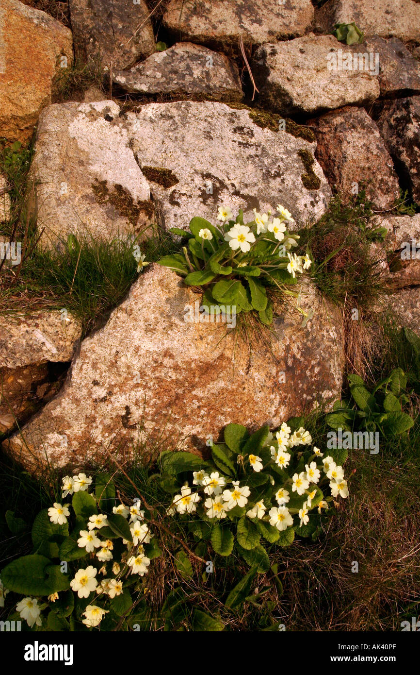 primroses in cornish stone hedgerow Stock Photo - Alamy