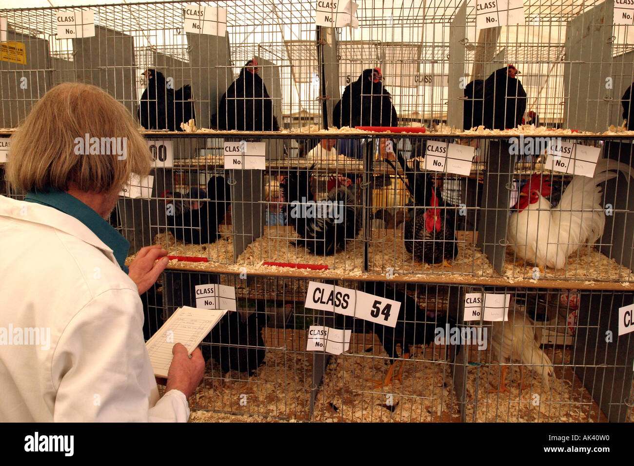 Caged chickens, uk hi-res stock photography and images - Alamy