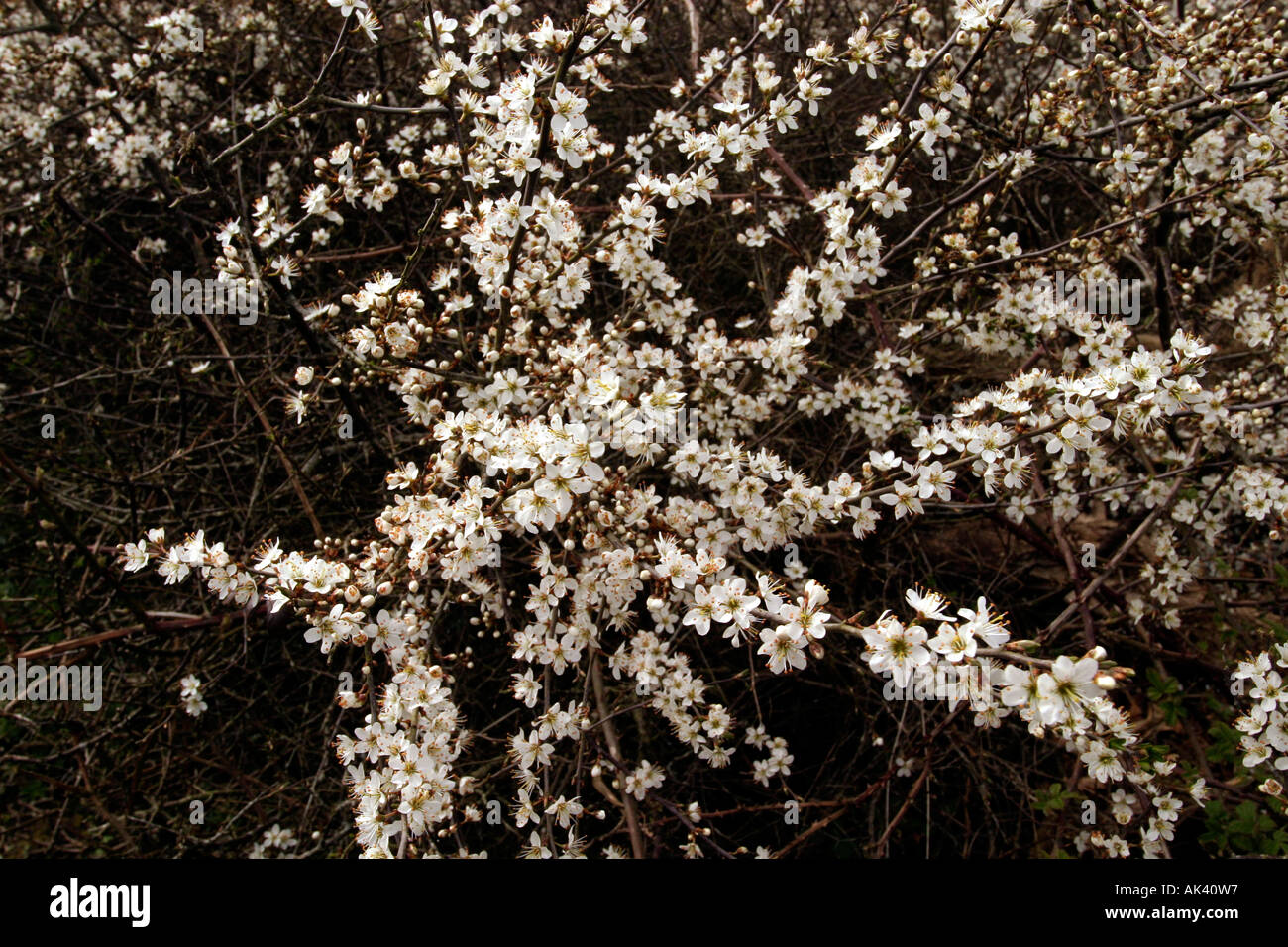 may blossom in cornish hedgerow Stock Photo - Alamy