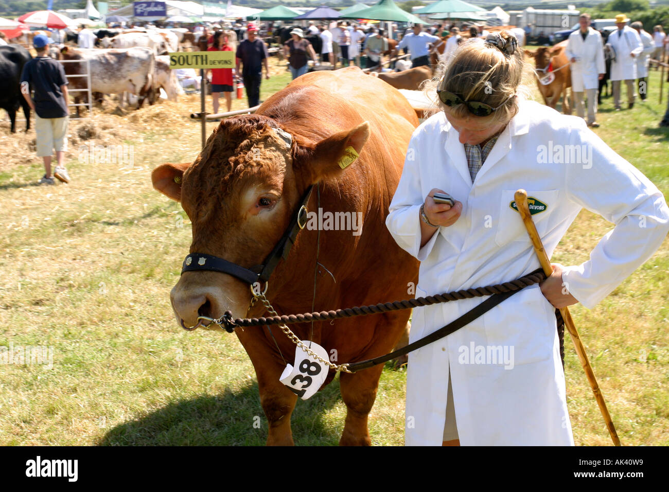 Prize winning bull at local Agricultural show UK Stock Photo - Alamy