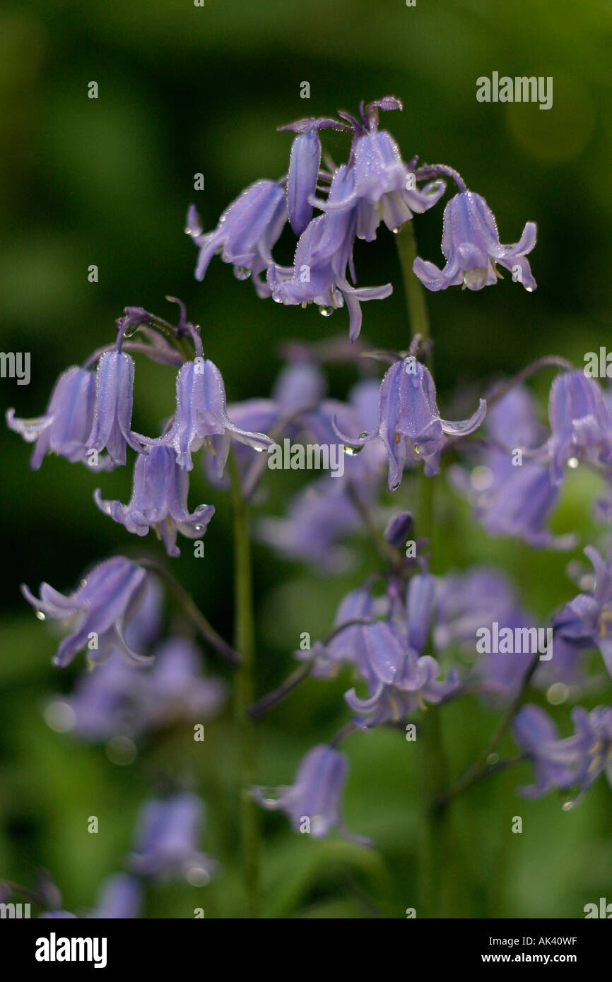 Bluebells in English country garden Stock Photo - Alamy