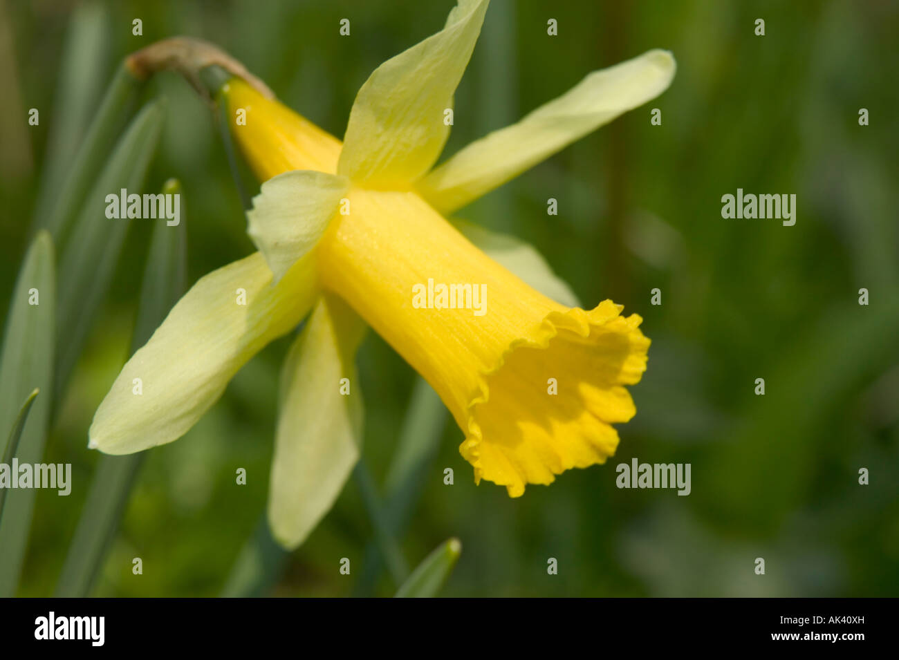 Wild daffodil in flower in spring Dunsford Wood Nature Reserve Dartmoor ...