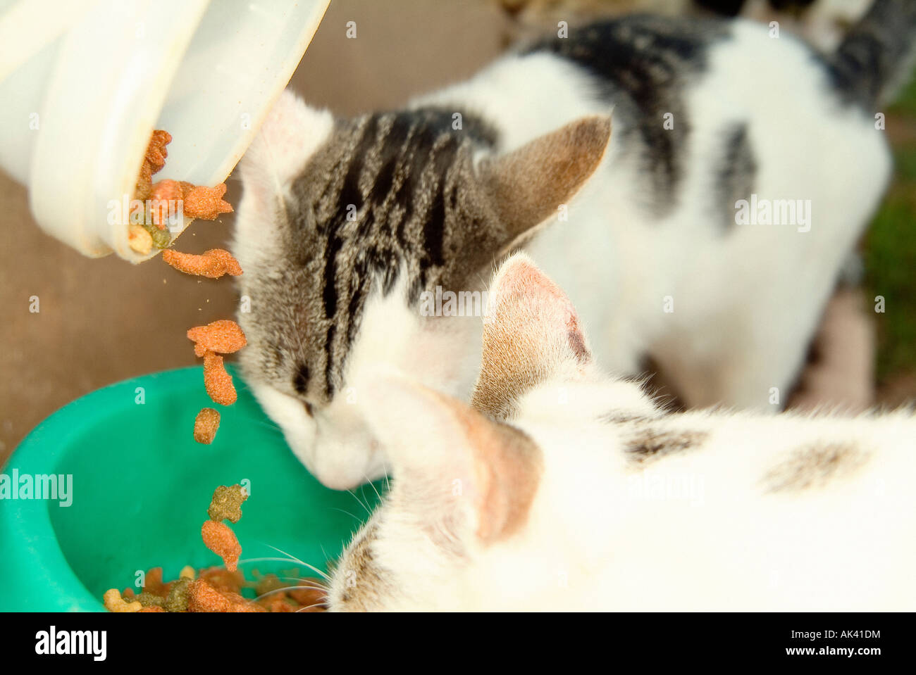 Group of domestic cats eating up Stock Photo - Alamy