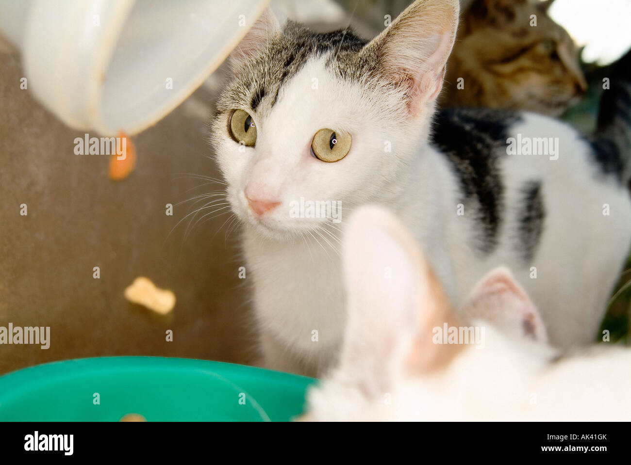 Group of domestic cats eating up Stock Photo - Alamy