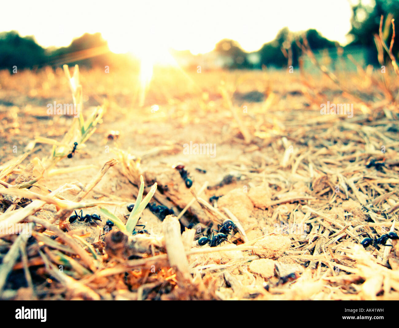 Ants Colony close-up Stock Photo - Alamy