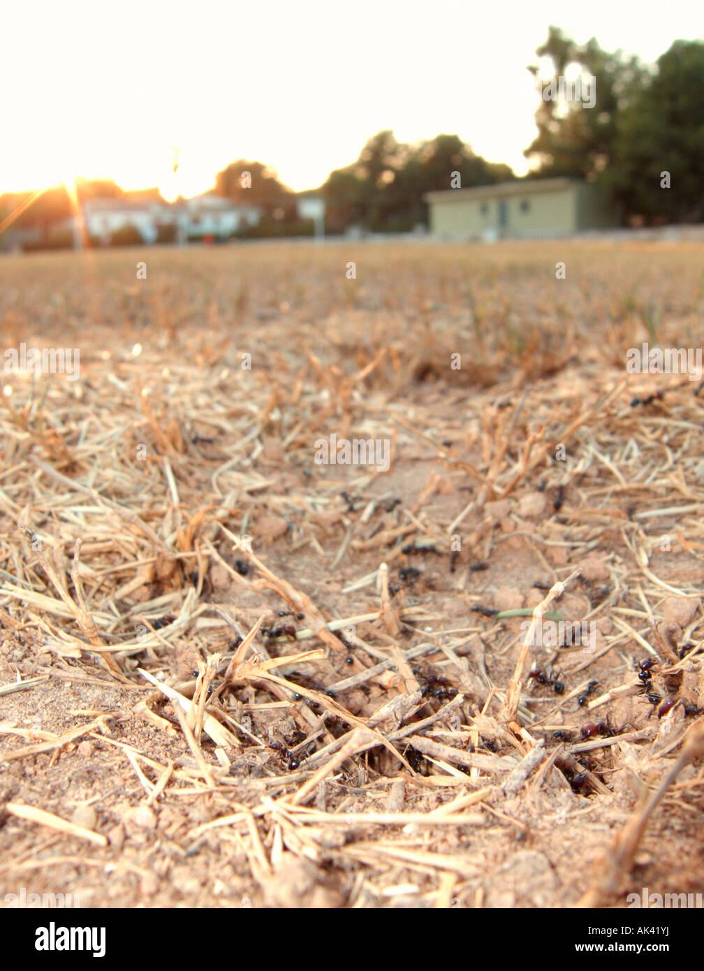 Ants Colony close-up Stock Photo - Alamy