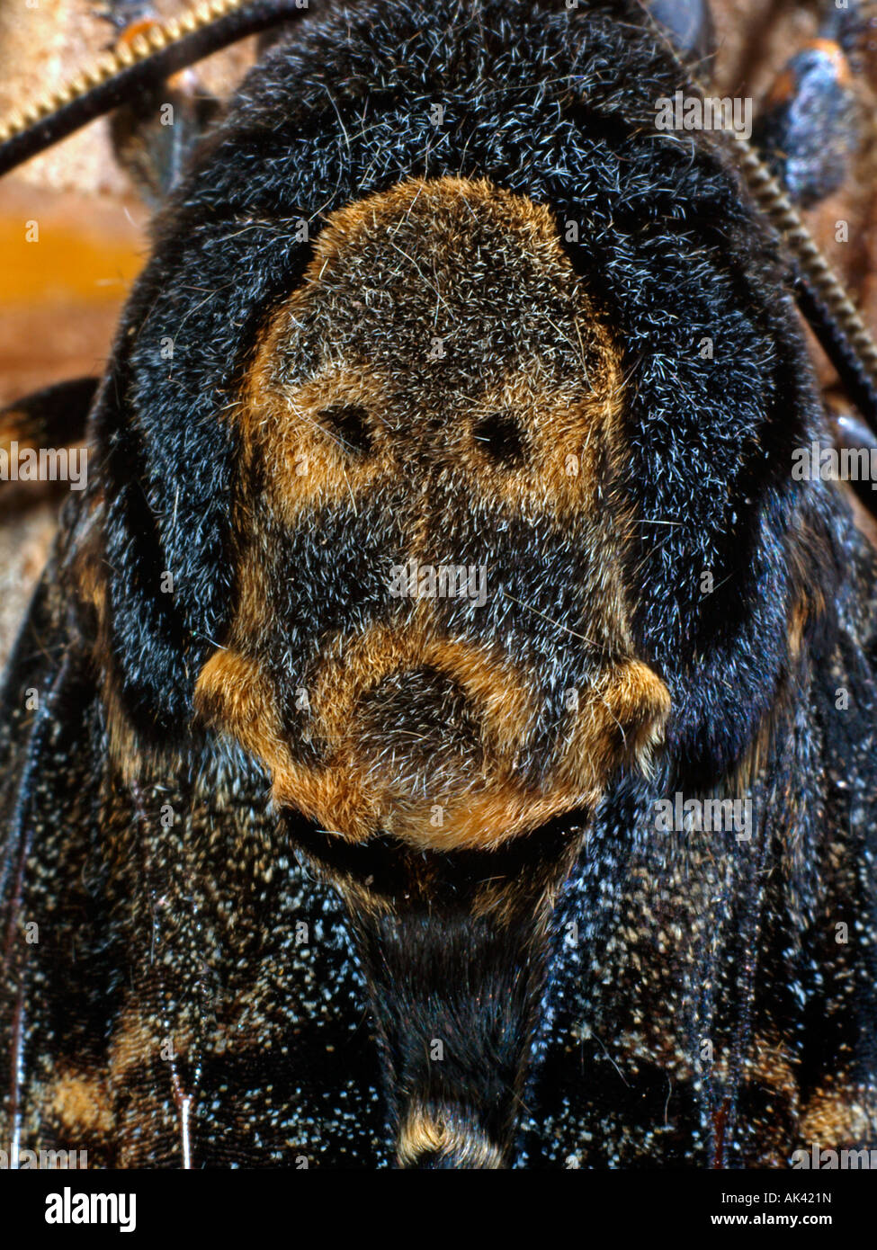 Thorax of Death's Head Hawk Moth Stock Photo - Alamy