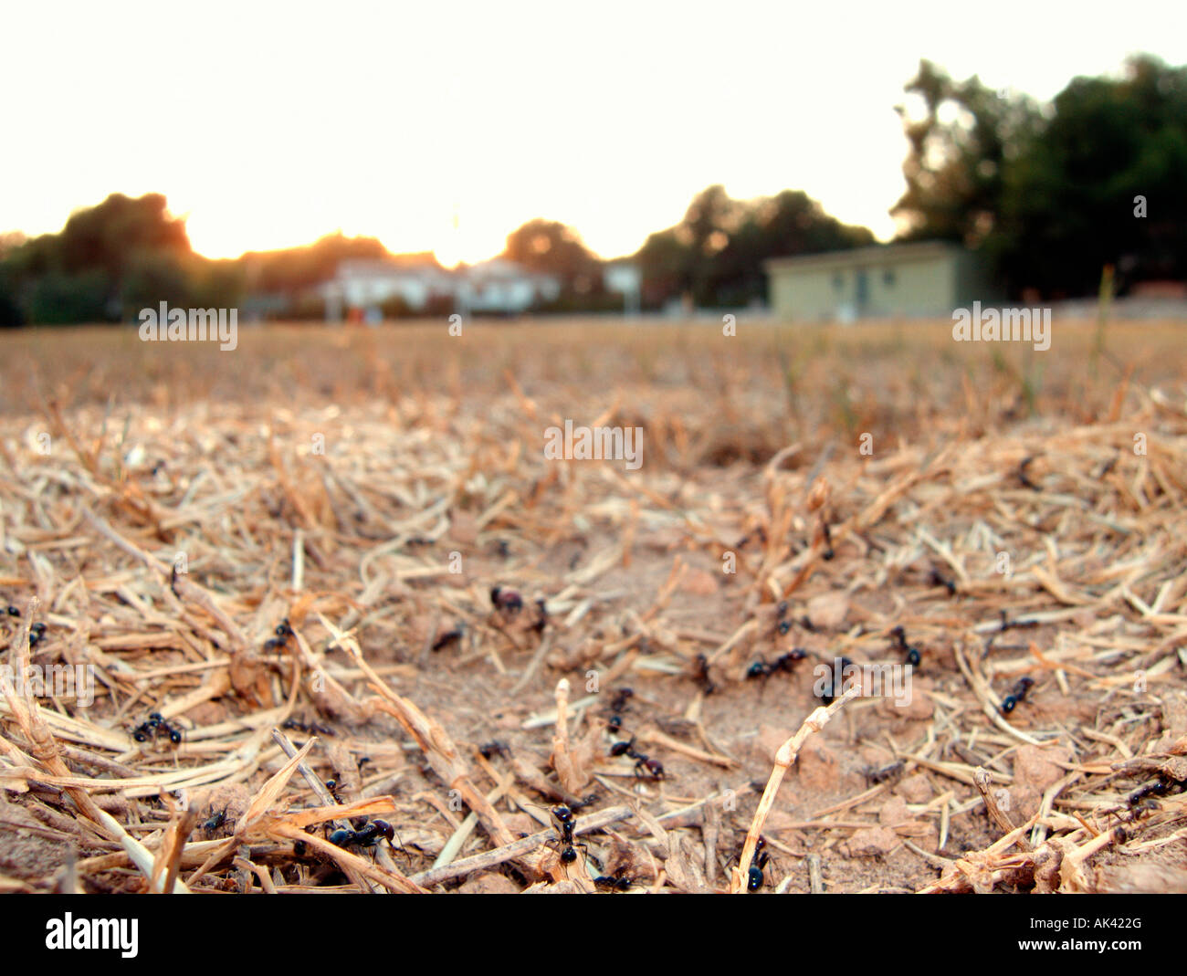 Ants Colony close-up Stock Photo - Alamy
