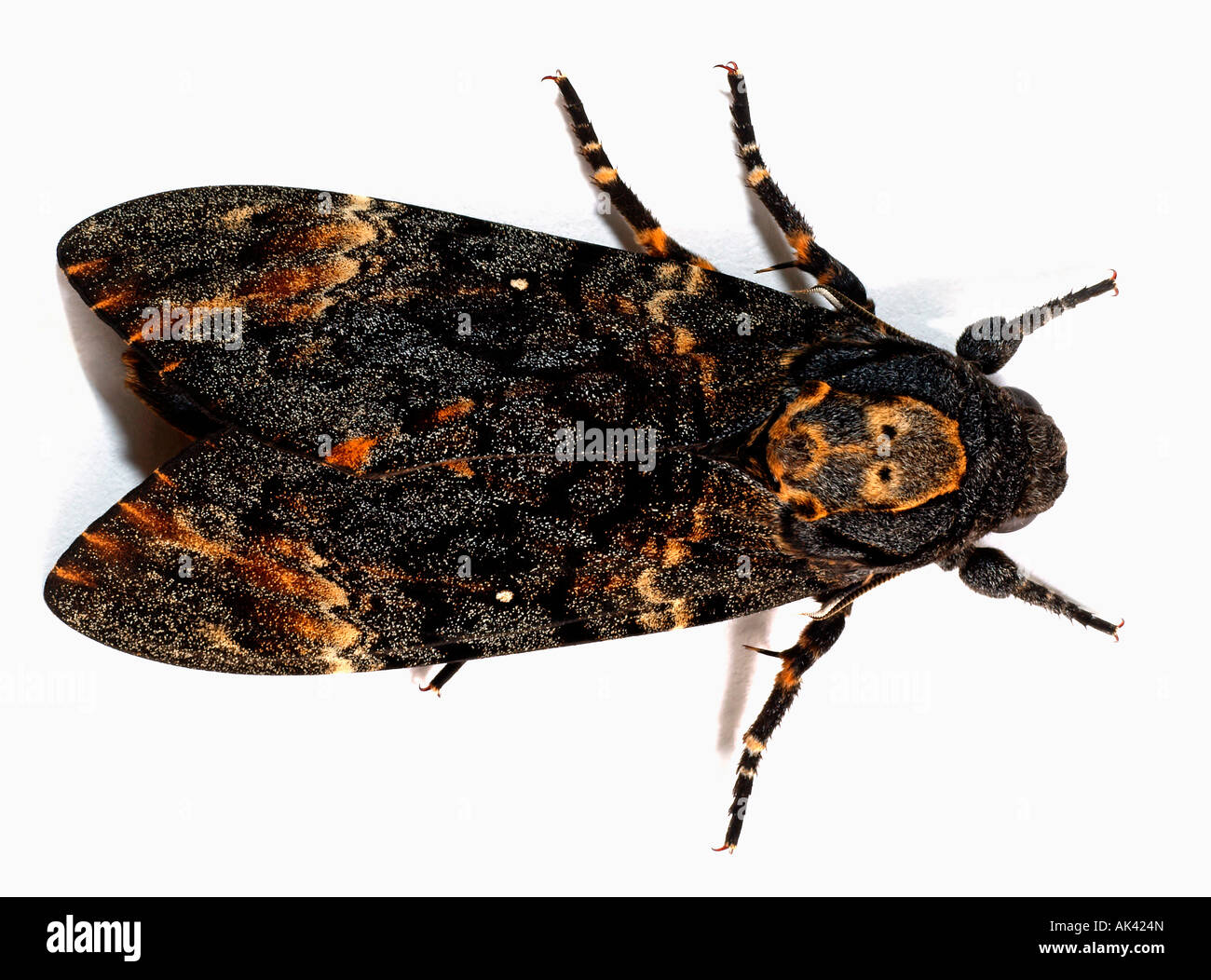 Death's Head Hawk Moth Stock Photo - Alamy