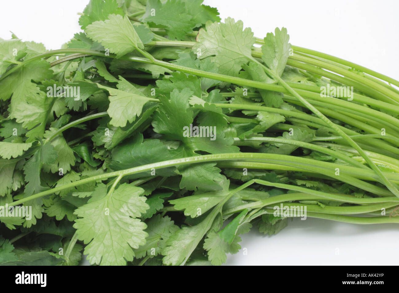 Stalk coriander hi-res stock photography and images - Alamy