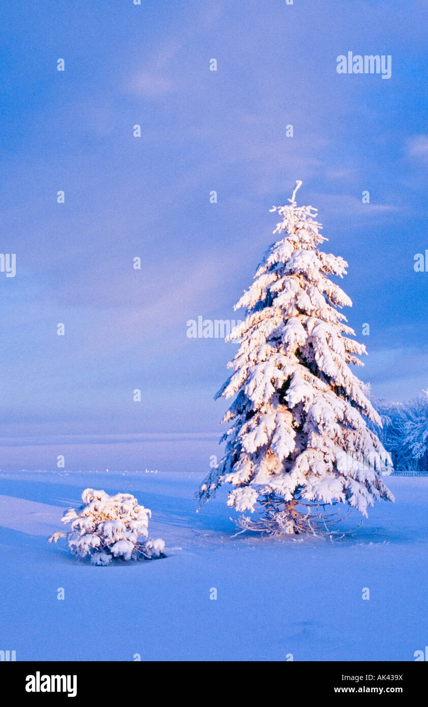 Snowy spruce tree at dawn Stock Photo - Alamy