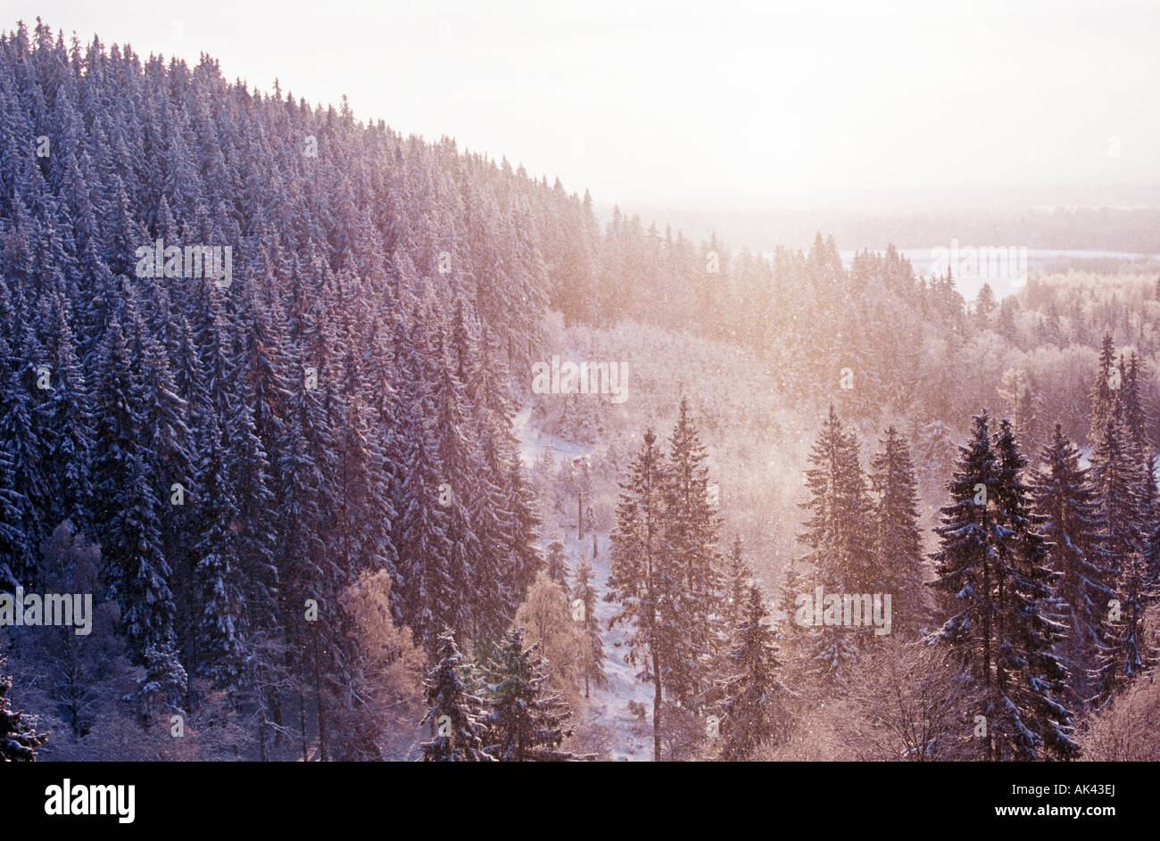 snowfall in the forest landscape Stock Photo - Alamy