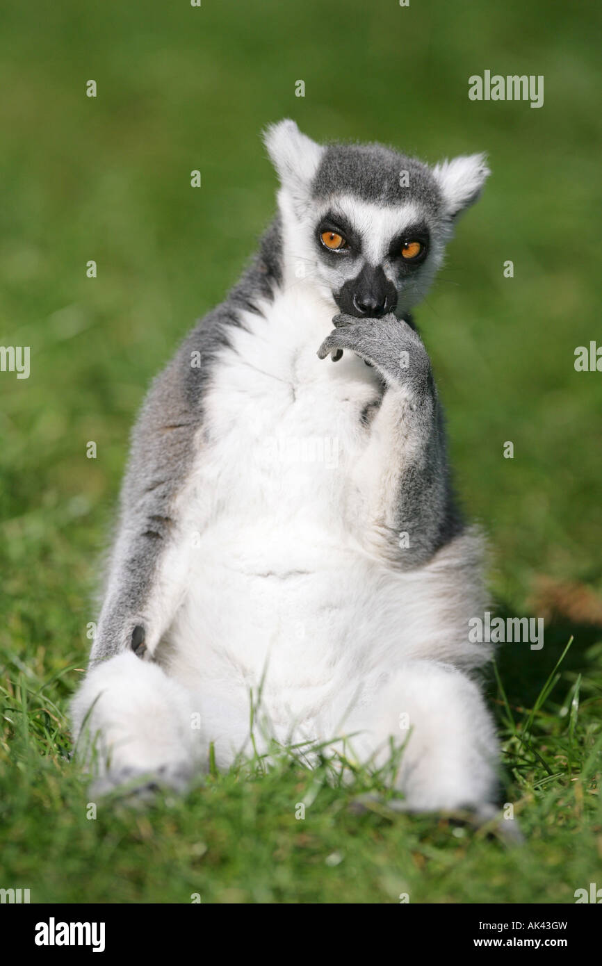 Ring tailed Lemur in thinker pose - Lemur Catta Stock Photo - Alamy