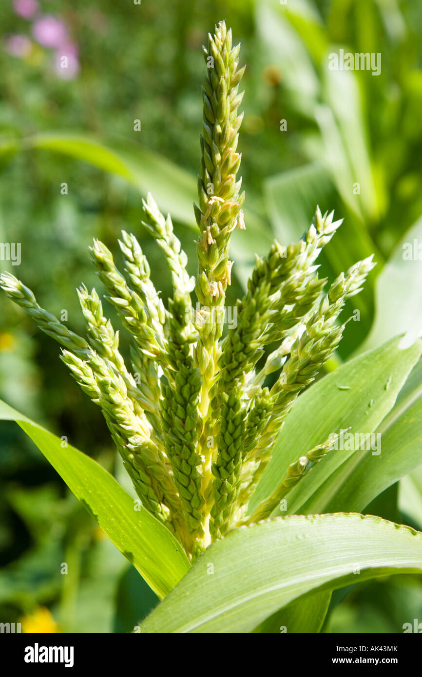 Spike of corn hi-res stock photography and images - Alamy