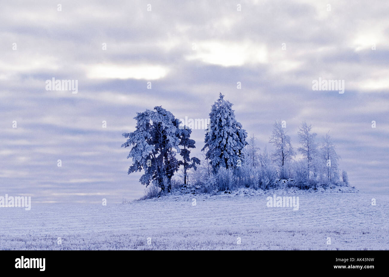 Snowy winter field Stock Photo - Alamy