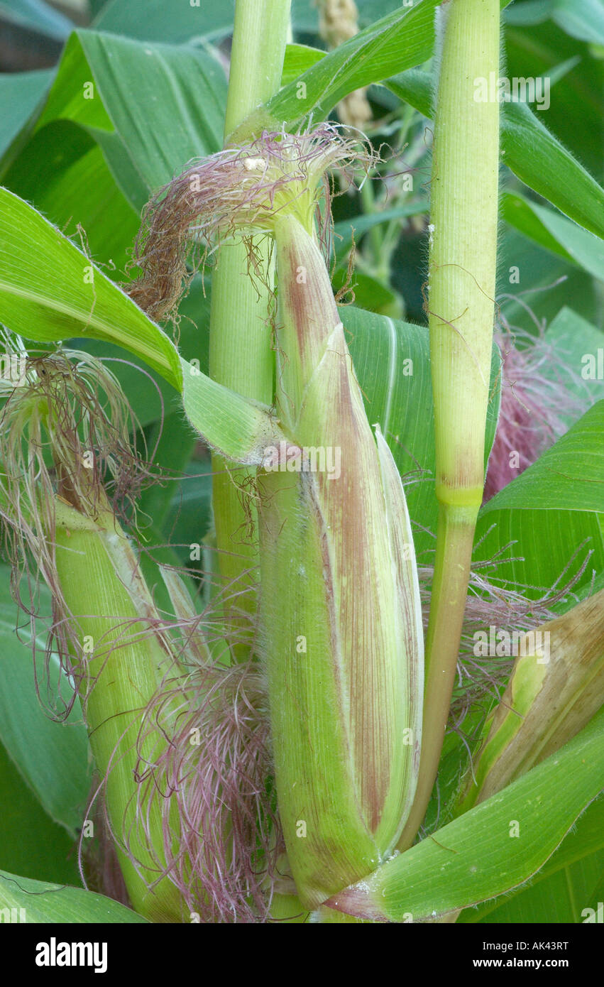 Young corn on the Cob growing as autumn approaches in the garden Stock ...
