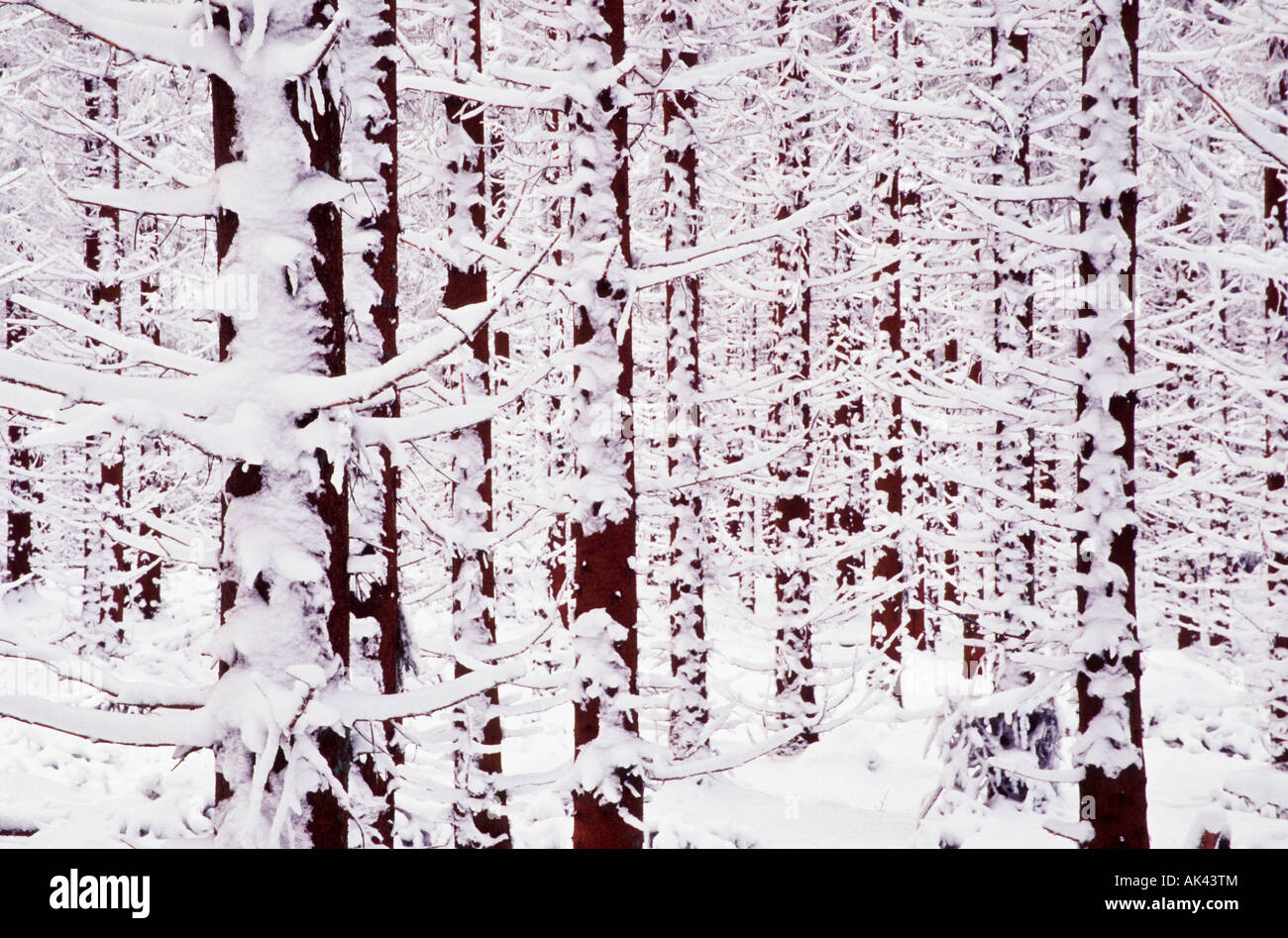 Snowy tree trunk in winter forest Stock Photo - Alamy