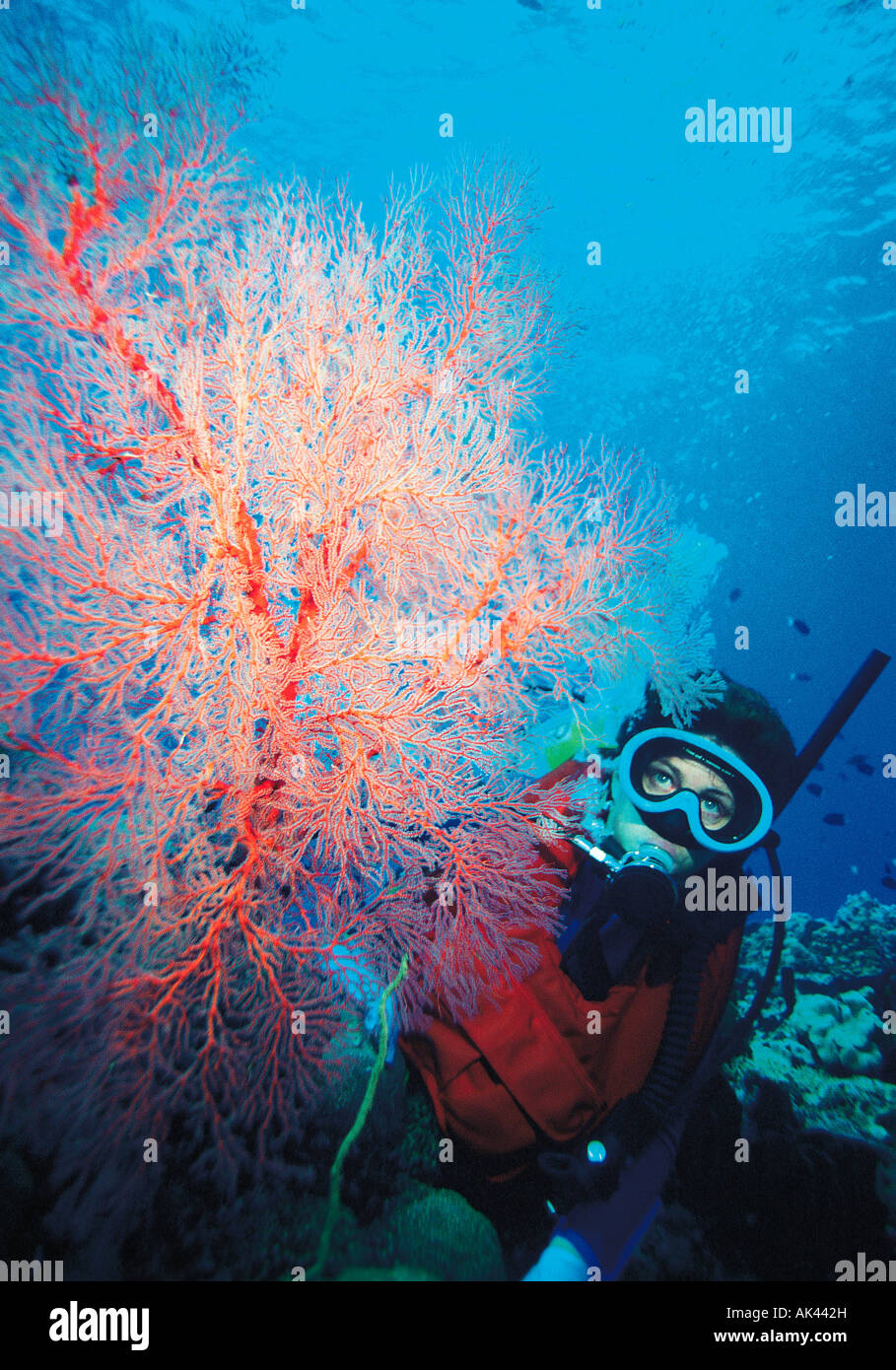 Lifestyle, Sport, Scuba Diving, Woman diver, underwater, Papua New ...