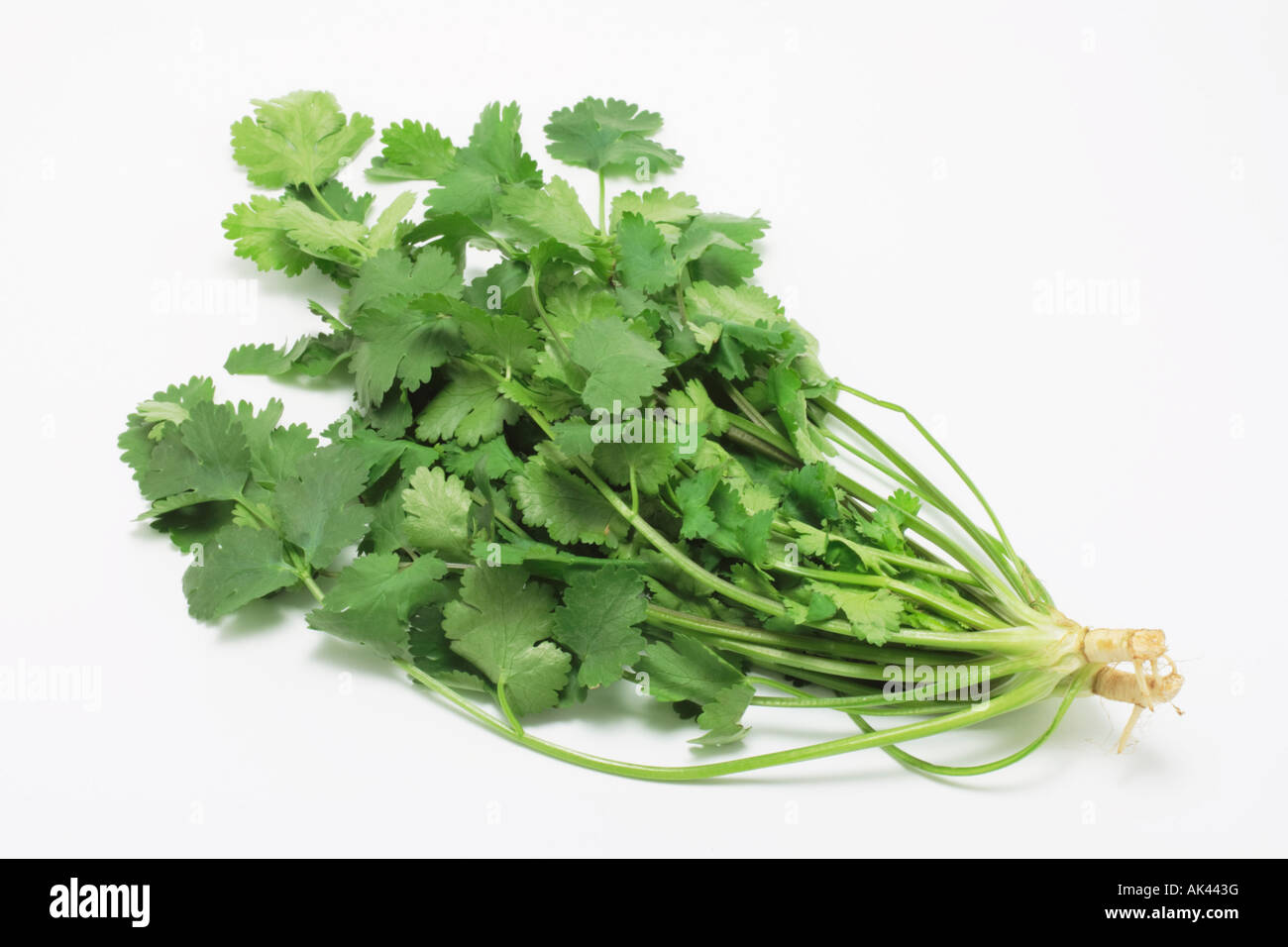 Stalk coriander hi-res stock photography and images - Alamy