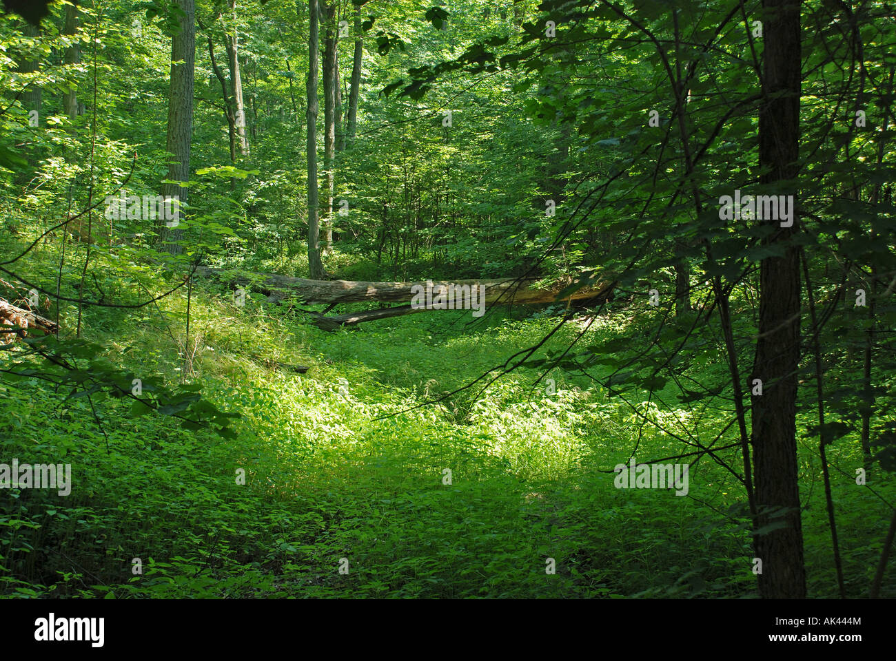 Sunlight through trees hi-res stock photography and images - Alamy