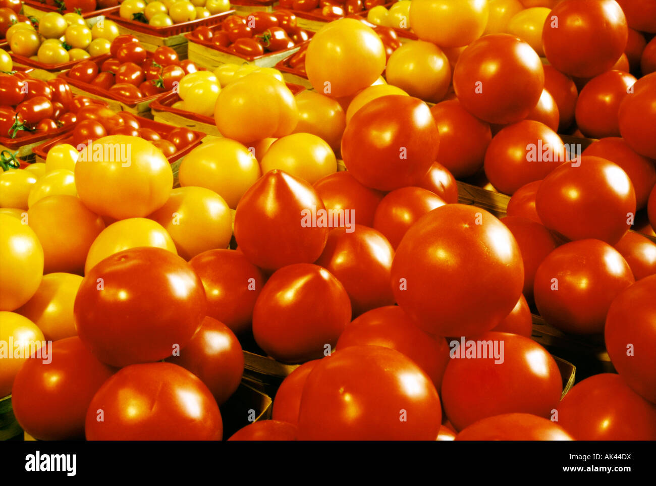 Red and yellow tomatoes Stock Photo - Alamy