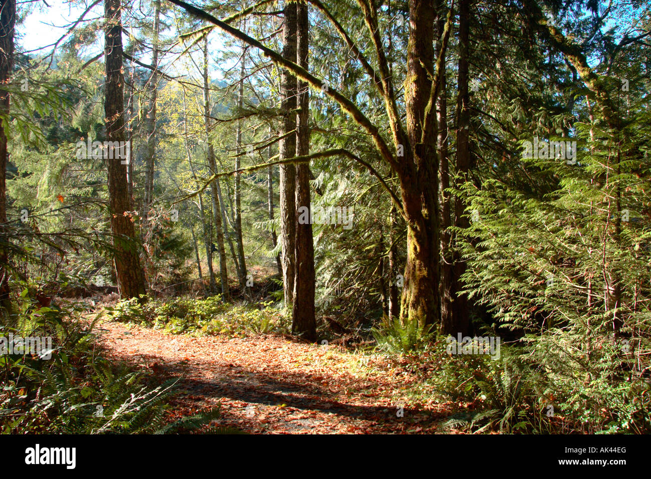sun in the forest Stock Photo - Alamy
