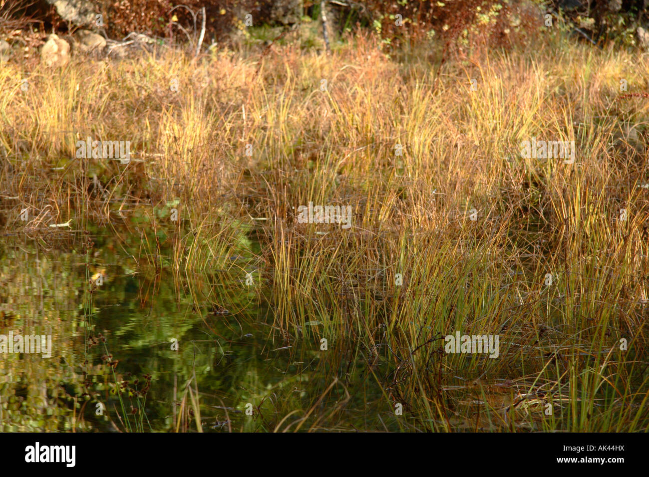 sun on swamp grasses Stock Photo - Alamy