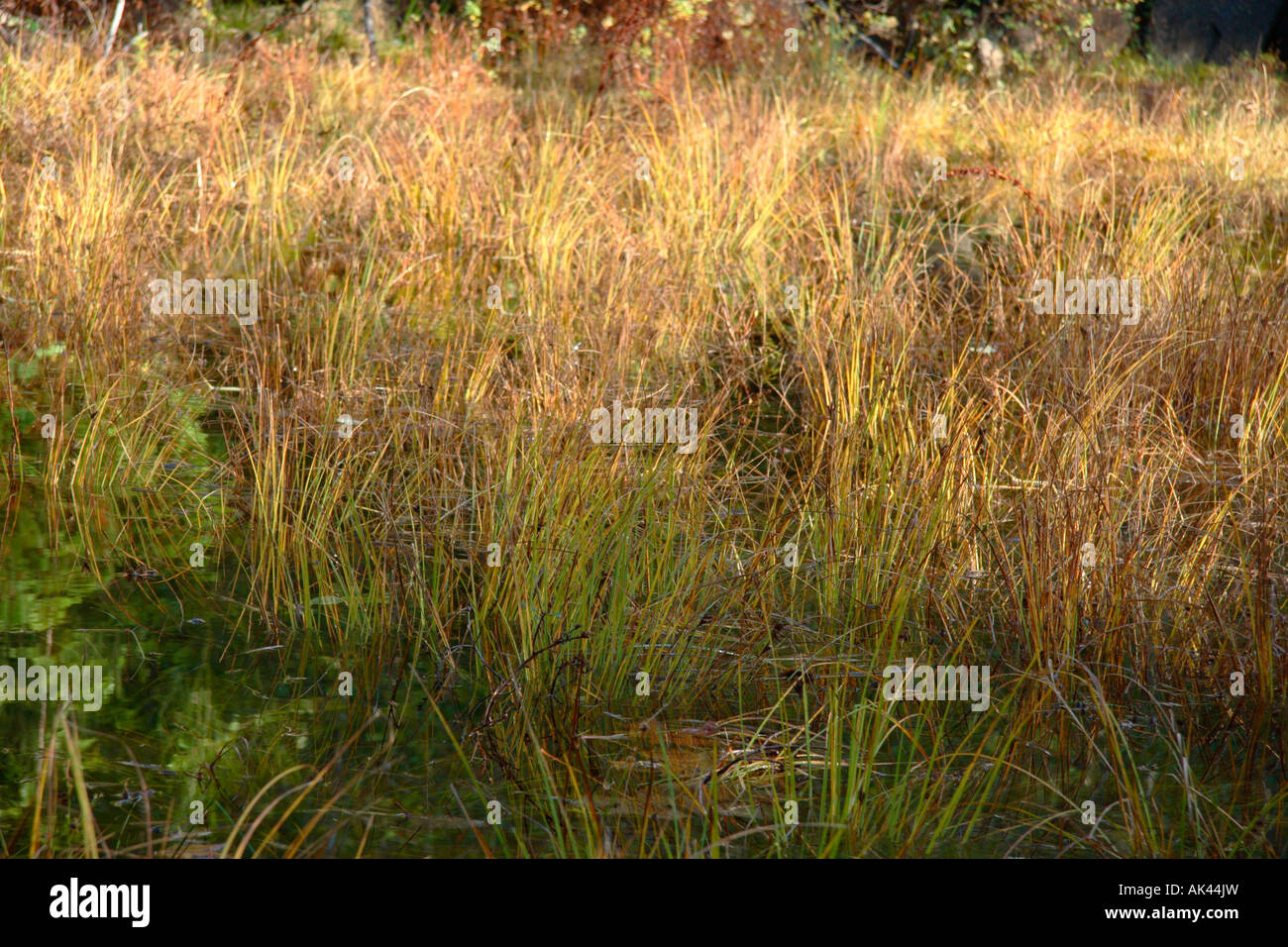 Grasses and sunlight hi-res stock photography and images - Alamy