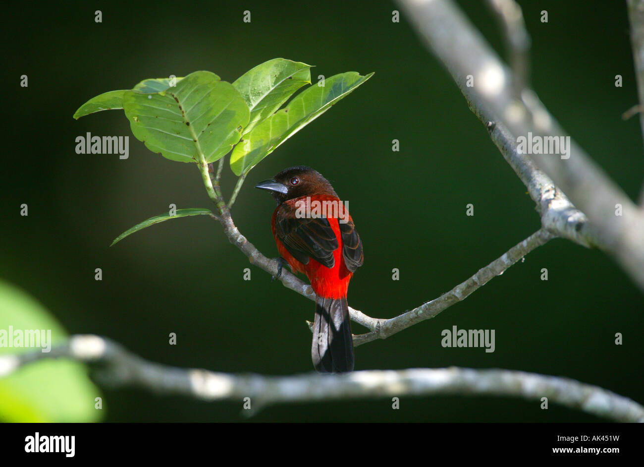 Crimson backed tanager hi-res stock photography and images - Alamy