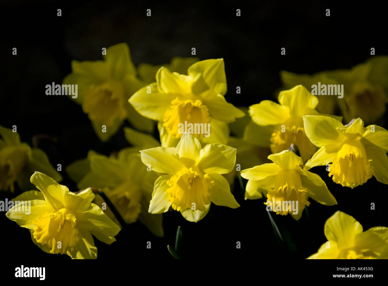 daffodils in sunlight Stock Photo - Alamy