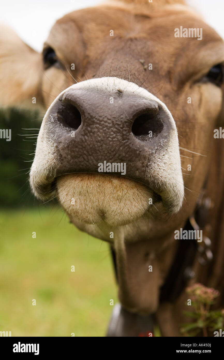 West allgaeu hi-res stock photography and images - Alamy