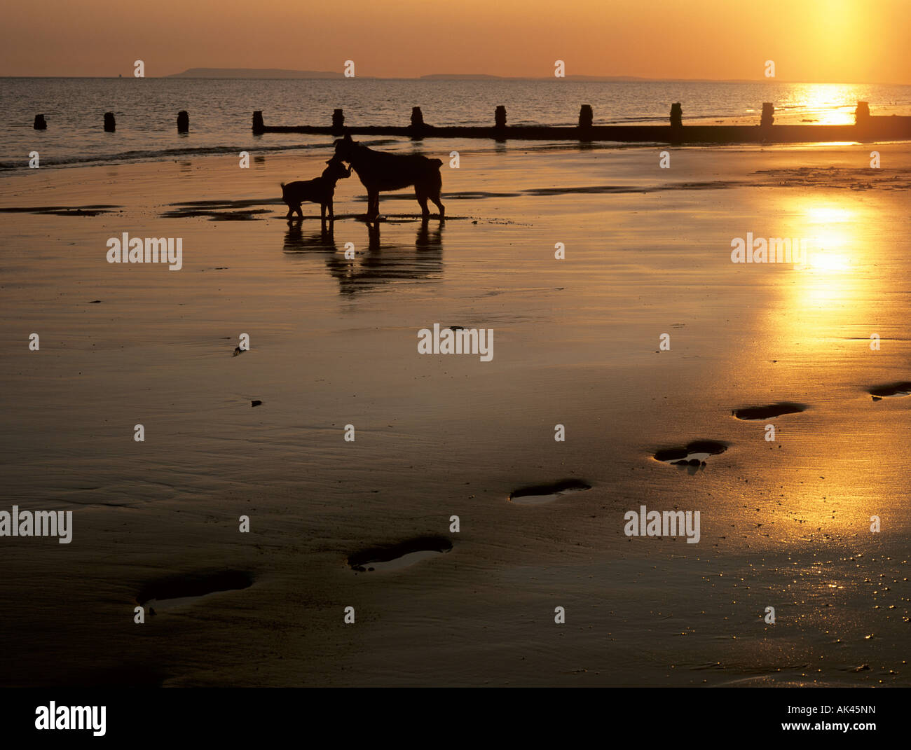 Two dogs on the beach hi-res stock photography and images - Alamy