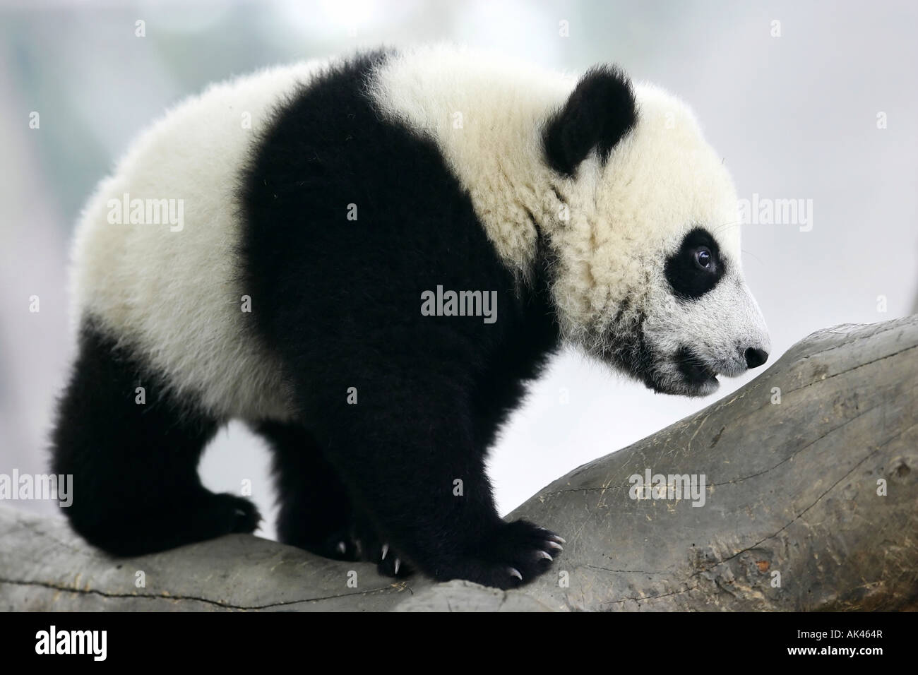 Panda Bear Cub Stock Photo - Alamy