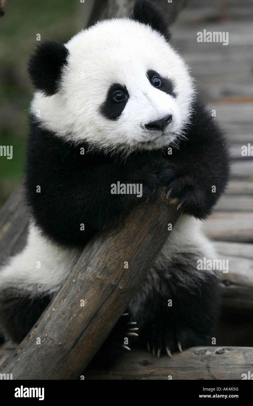Panda Bear Cub Stock Photo - Alamy